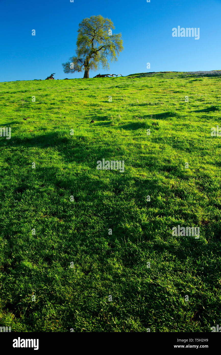 Oak, North Table Mountain Ecological Reserve, California Stock Photo ...