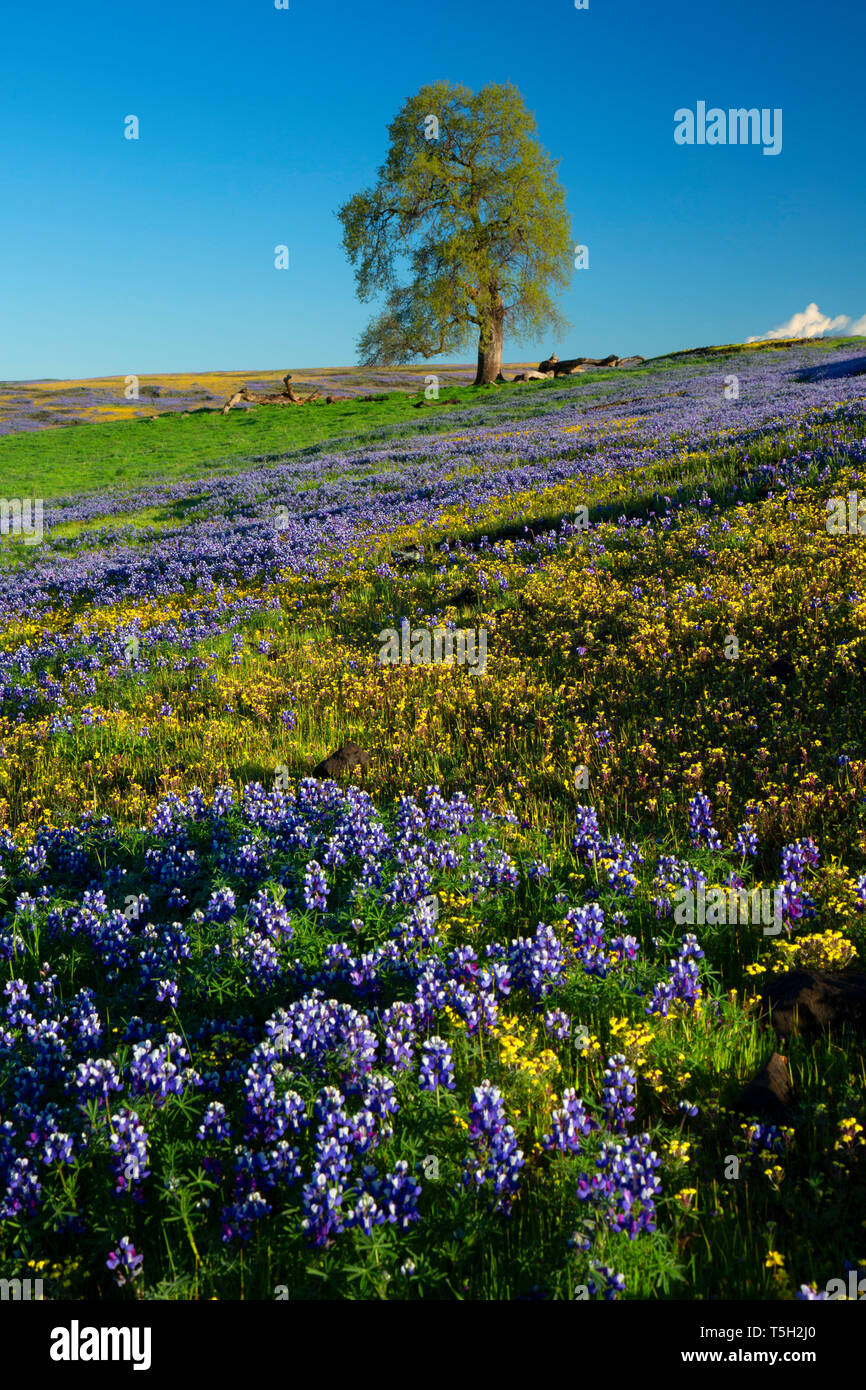 North table mountain ecological reserve hi-res stock photography and ...