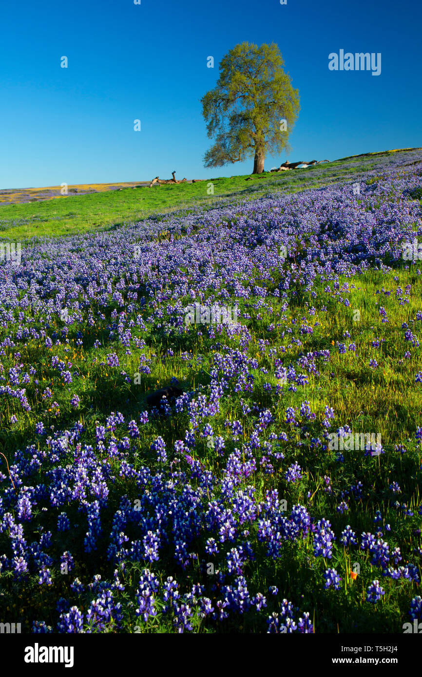 North table mountain ecological reserve hi-res stock photography and ...