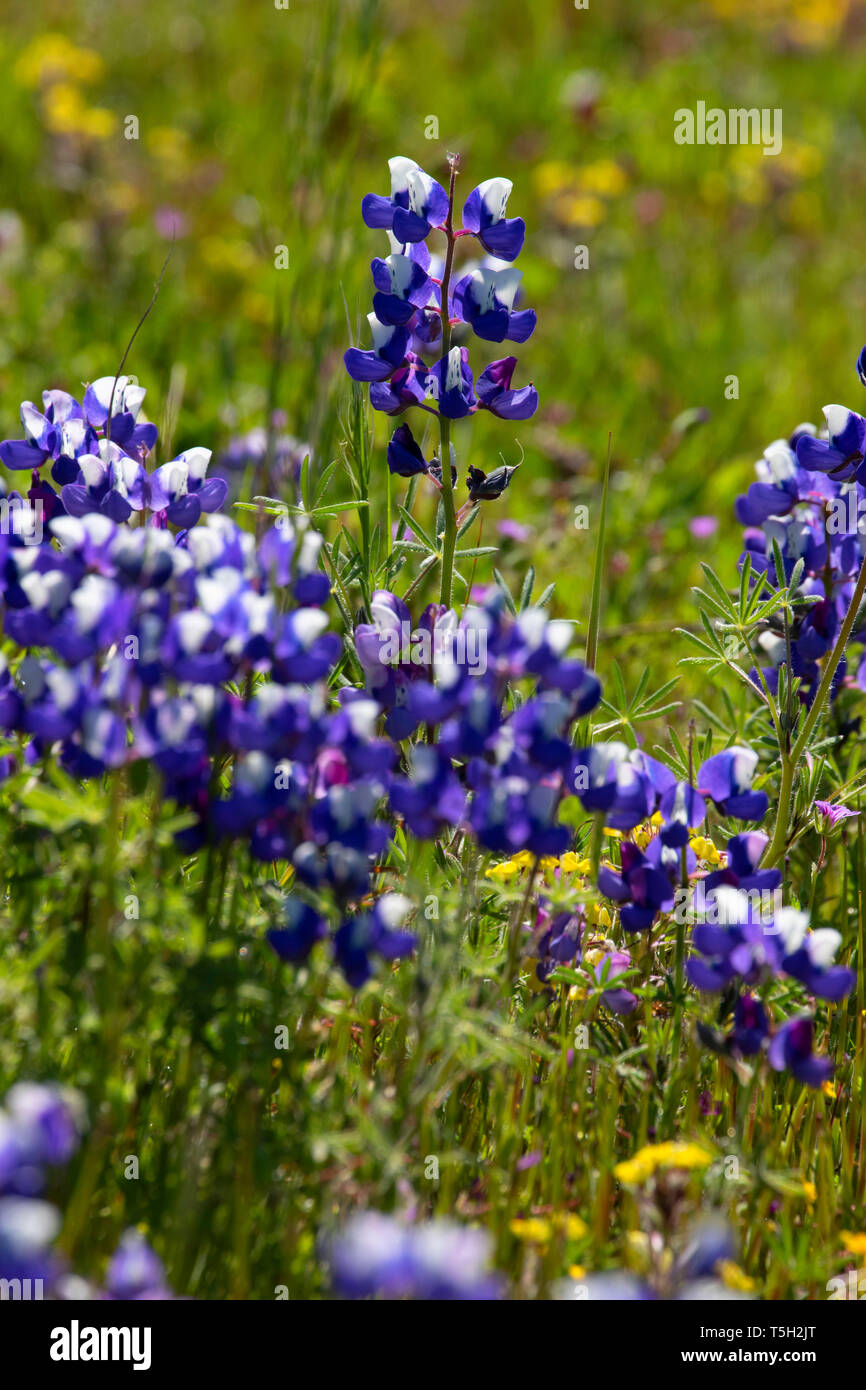 Sky lupine (Lupinus nanus), North Table Mountain Ecological Reserve ...