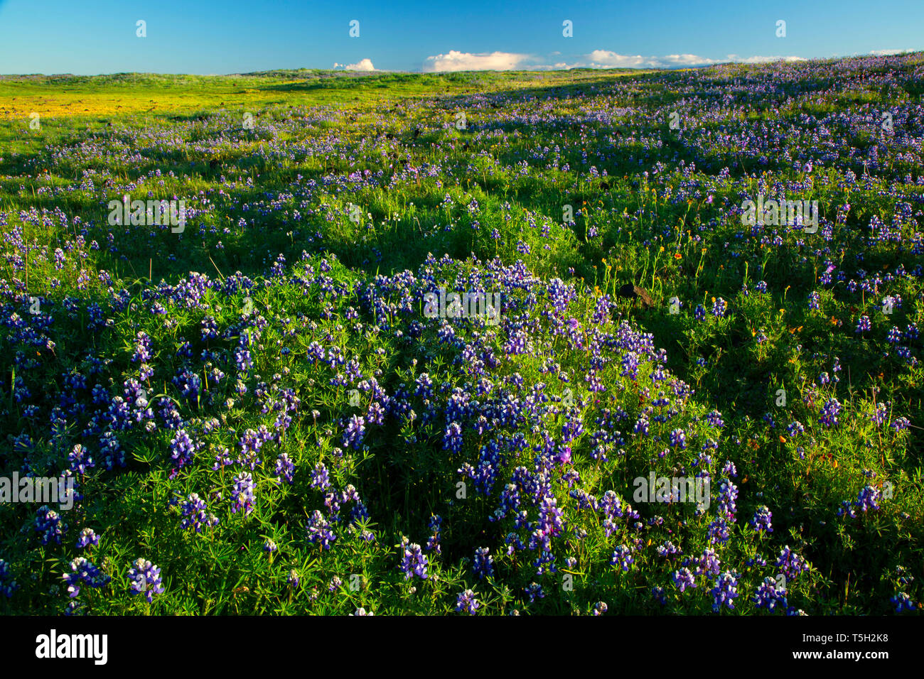 Sky lupine (Lupinus nanus), North Table Mountain Ecological Reserve ...