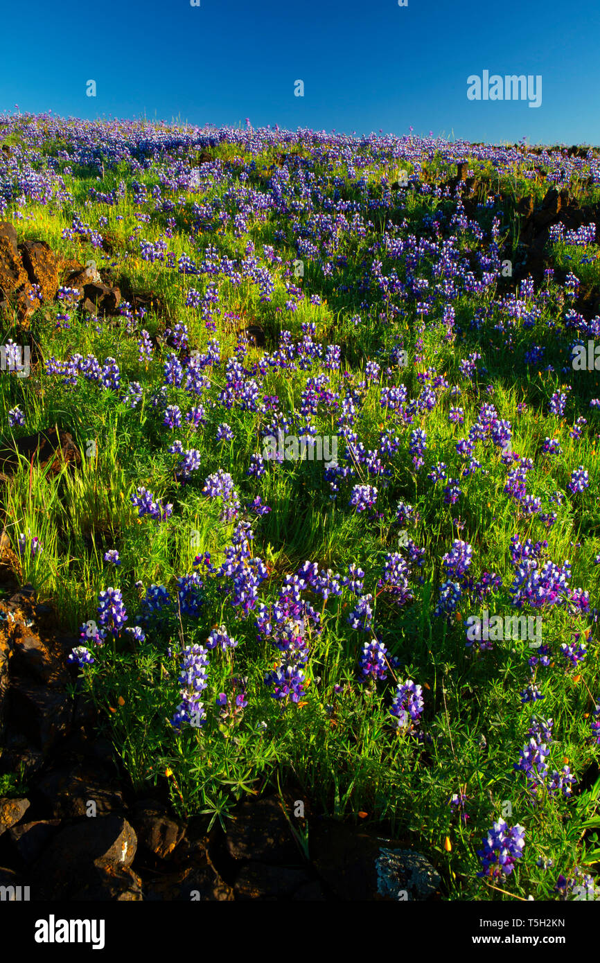 Sky lupine (Lupinus nanus), North Table Mountain Ecological Reserve ...