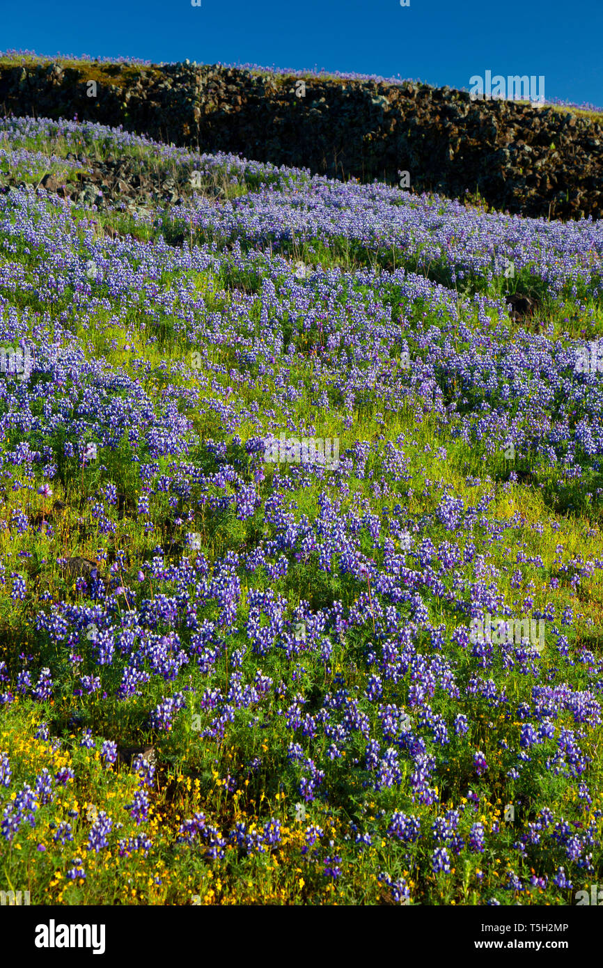 Sky lupine (Lupinus nanus), North Table Mountain Ecological Reserve ...