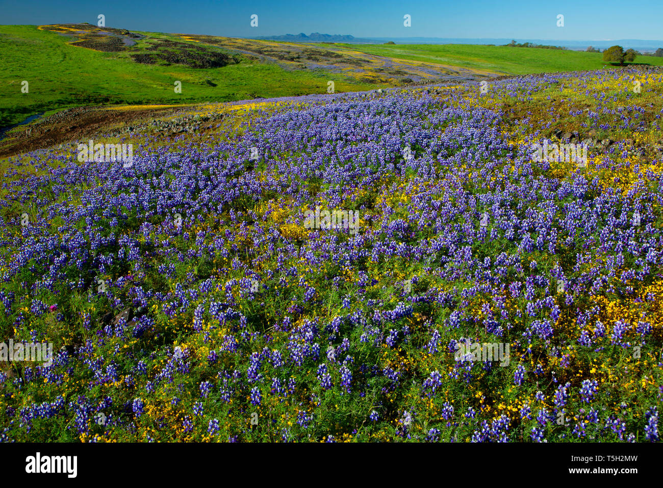 Sky lupine (Lupinus nanus), North Table Mountain Ecological Reserve ...