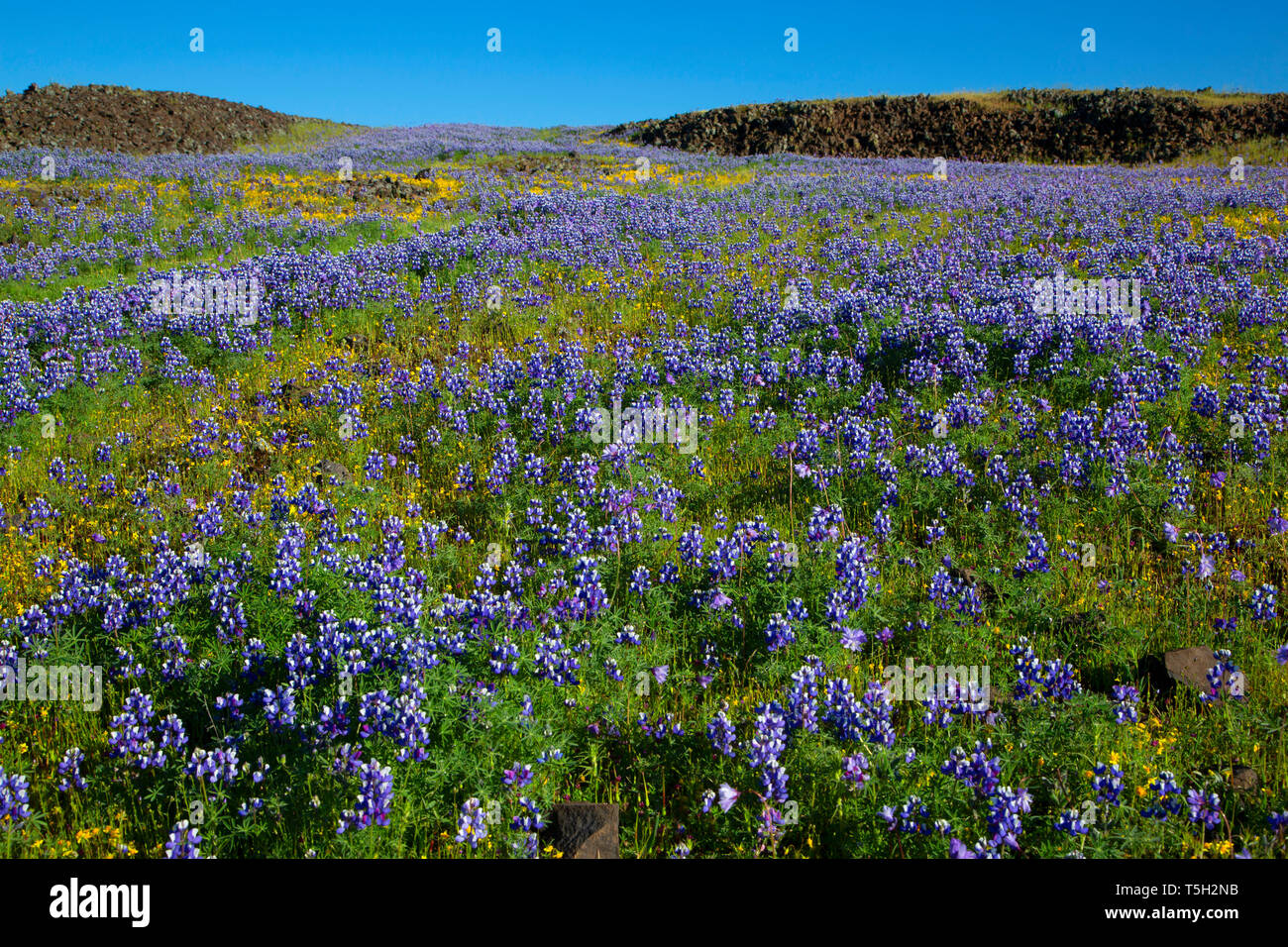Sky lupine (Lupinus nanus), North Table Mountain Ecological Reserve ...