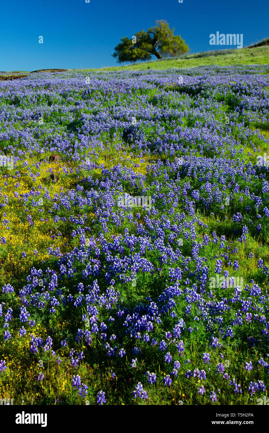 Sky lupine (Lupinus nanus), North Table Mountain Ecological Reserve ...