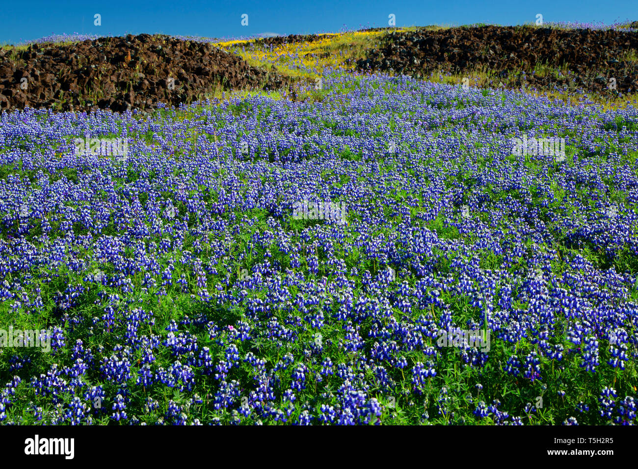 Sky lupine (Lupinus nanus), North Table Mountain Ecological Reserve ...
