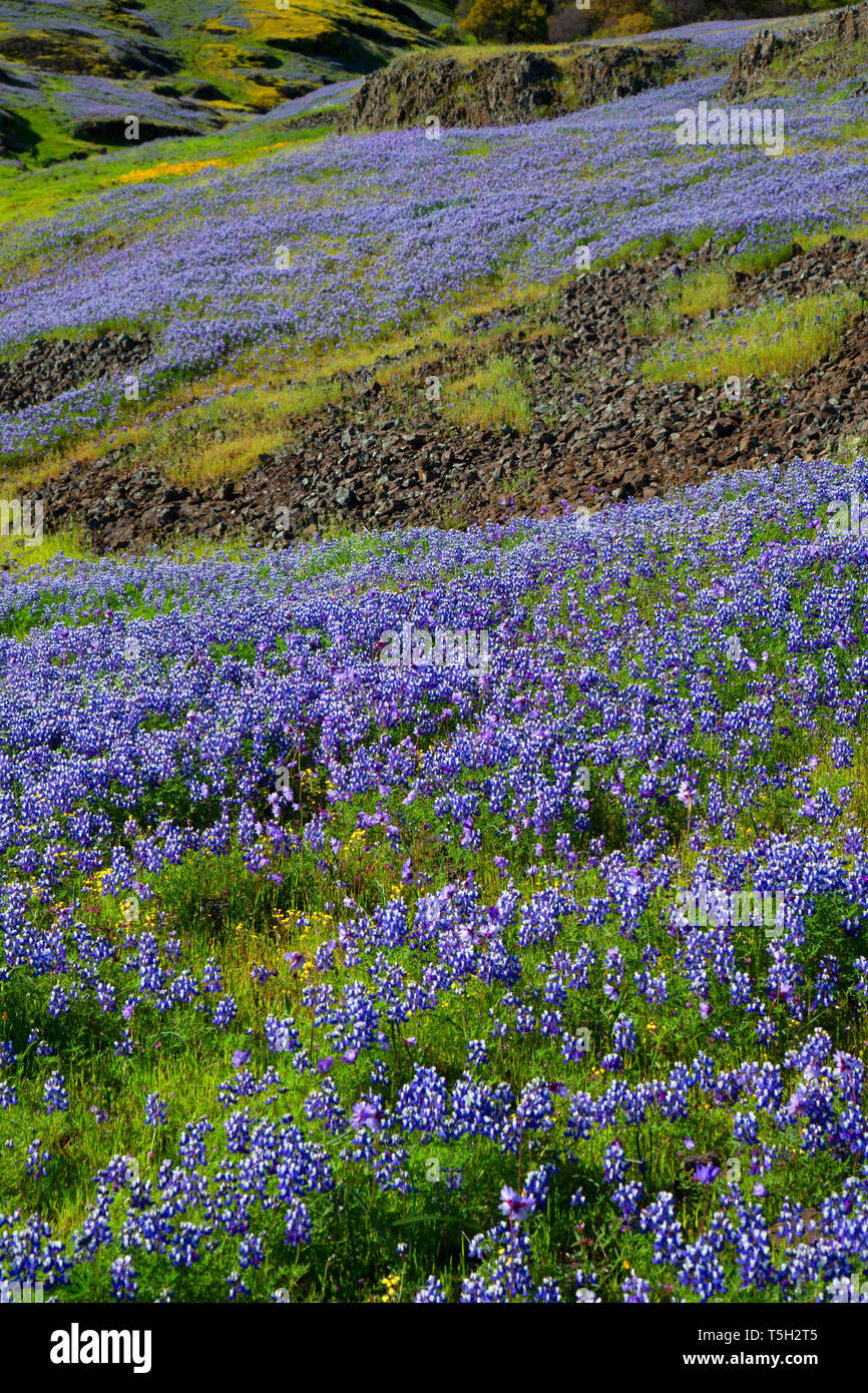 Sky lupine (Lupinus nanus), North Table Mountain Ecological Reserve ...