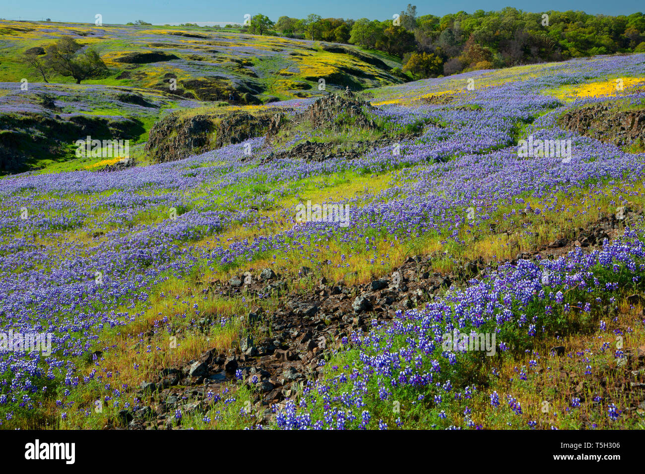 Sky lupine (Lupinus nanus), North Table Mountain Ecological Reserve ...
