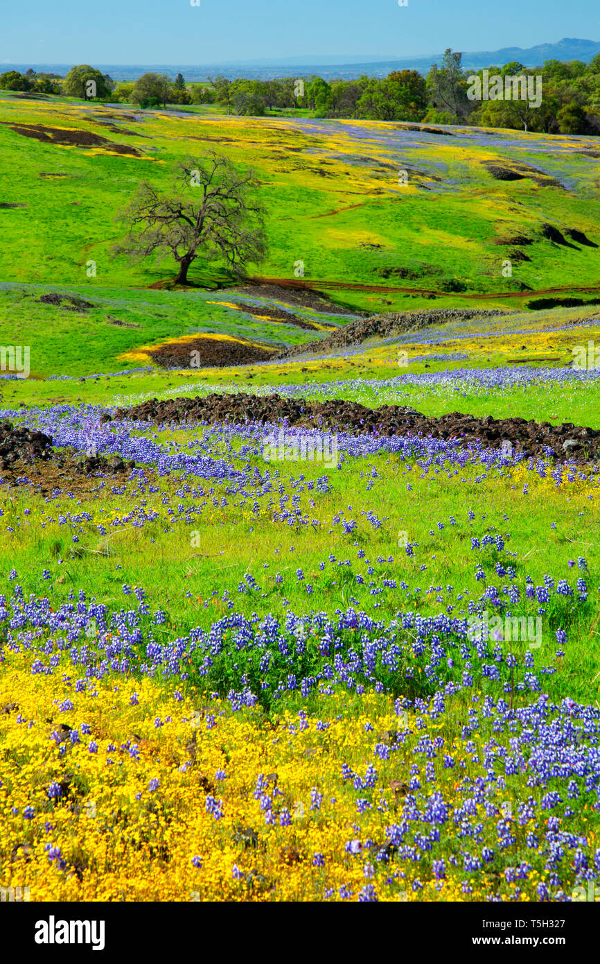 Sky lupine (Lupinus nanus) in grassland, North Table Mountain ...