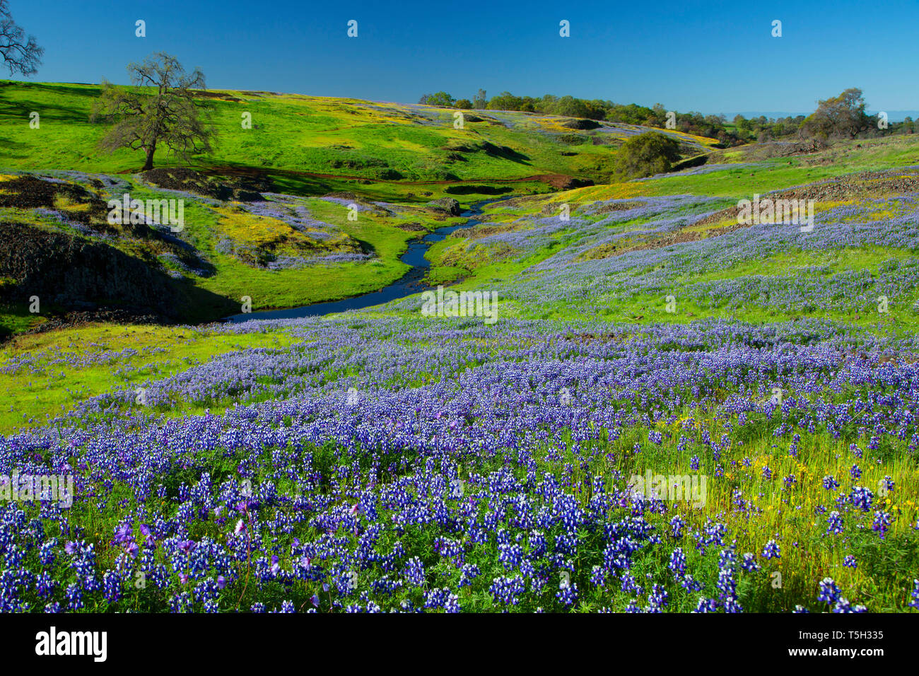Sky lupine (Lupinus nanus) in grassland, North Table Mountain ...