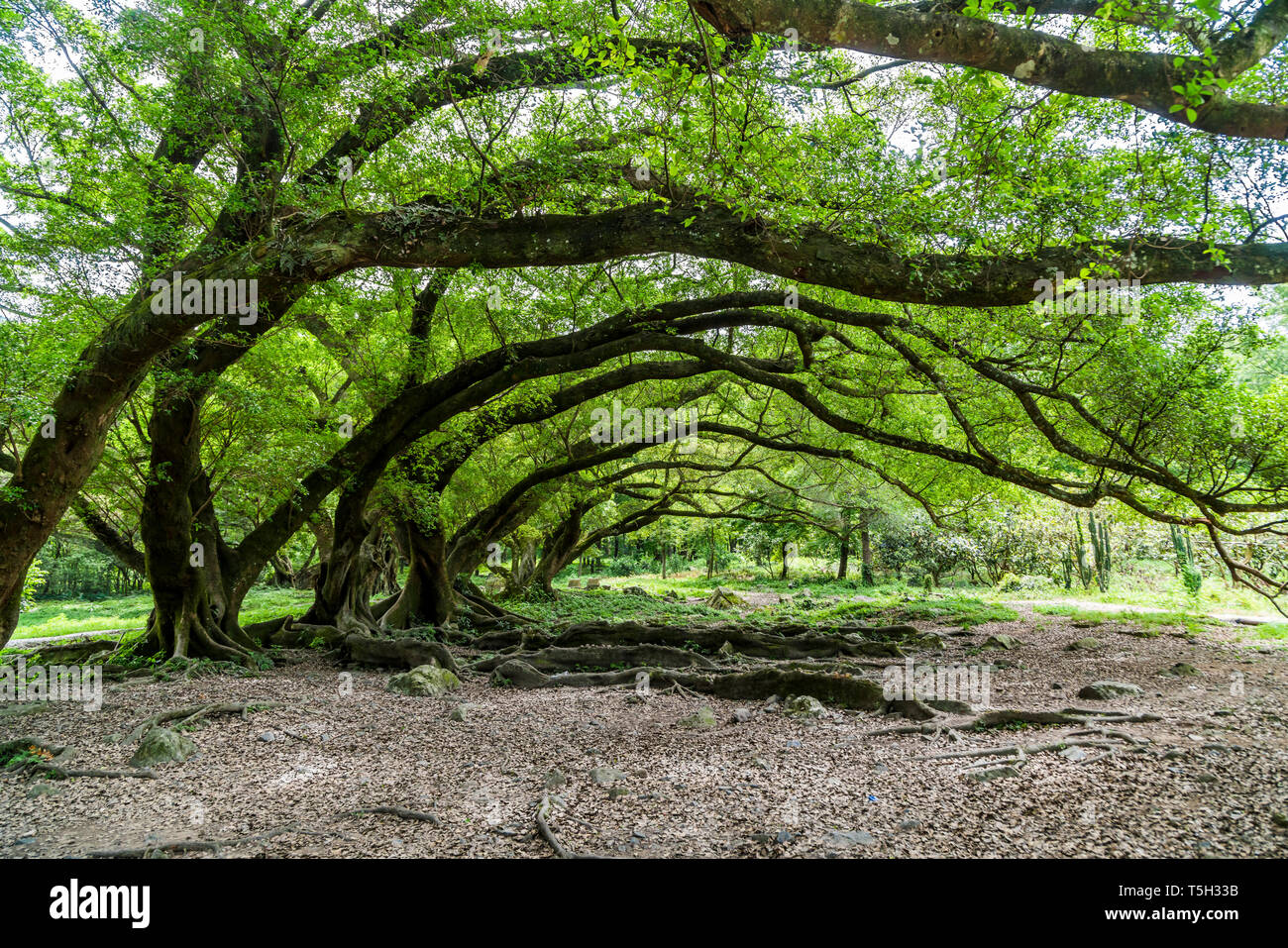 Banyan trees. Many banyan trees in Yangjiaxi,Fujian,China Stock Photo ...