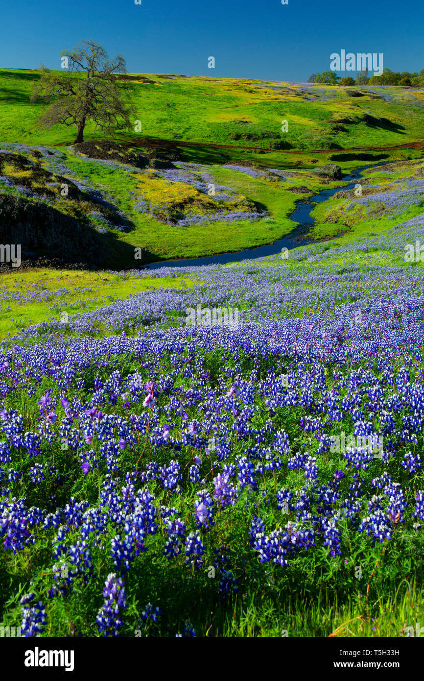Grassland with flower hi-res stock photography and images - Alamy