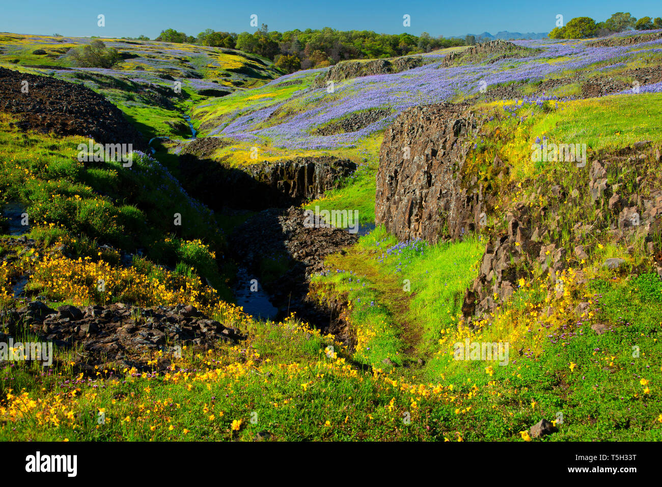 Sky lupine (Lupinus nanus) in grassland, North Table Mountain ...