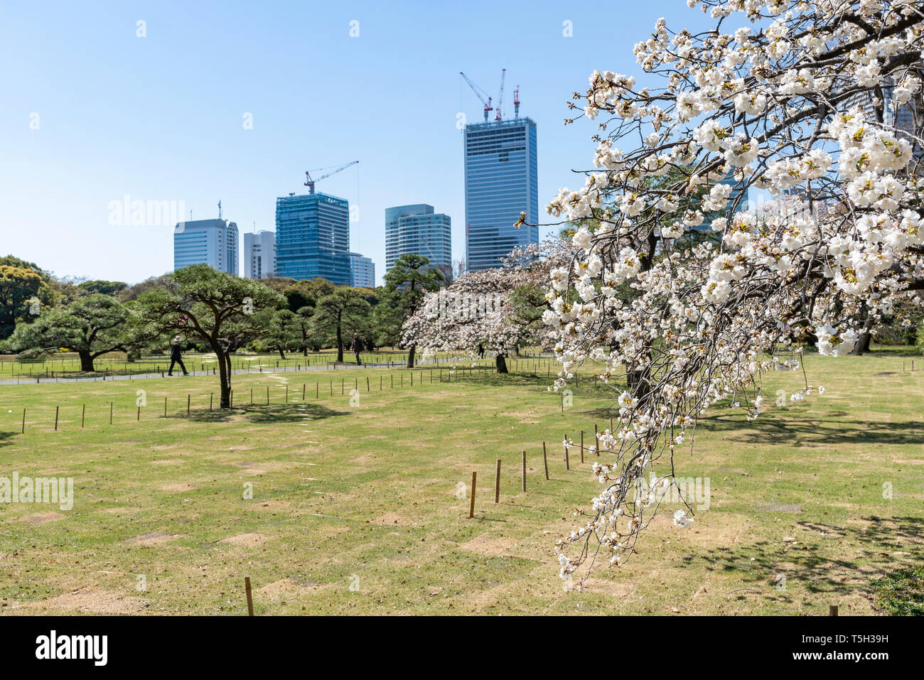 Cherry blossom hama rikyu gardens hamarikyu hi-res stock photography ...