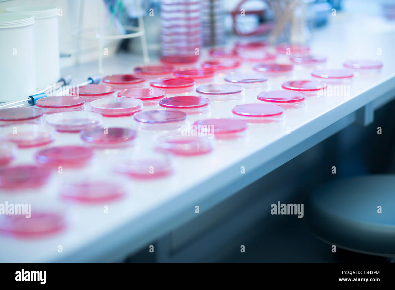 Petri dishes with growth medium in lab Stock Photo - Alamy