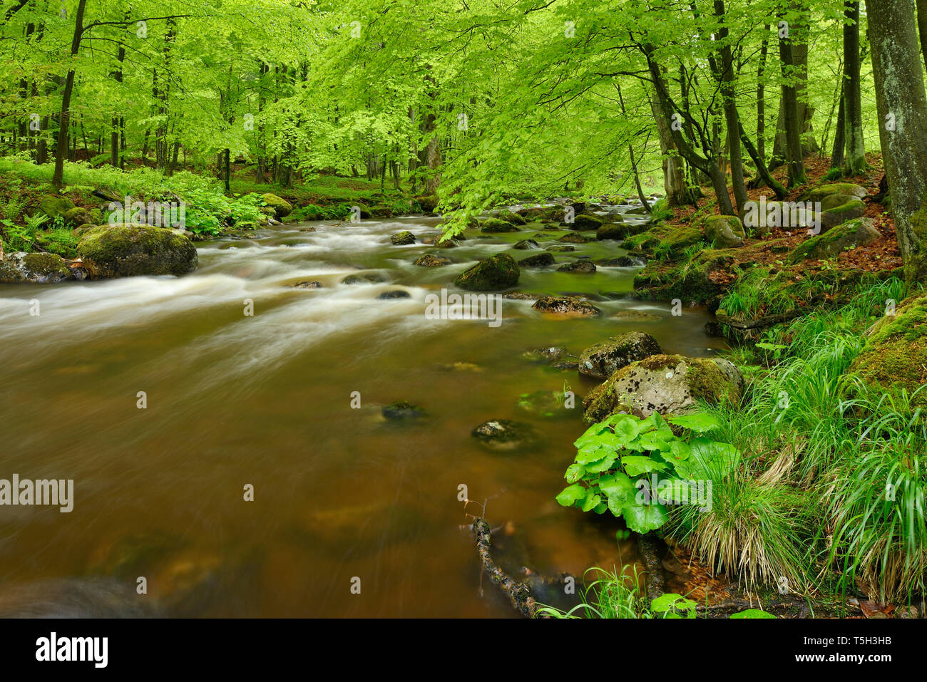 Bode river elendstal valley hi-res stock photography and images - Alamy