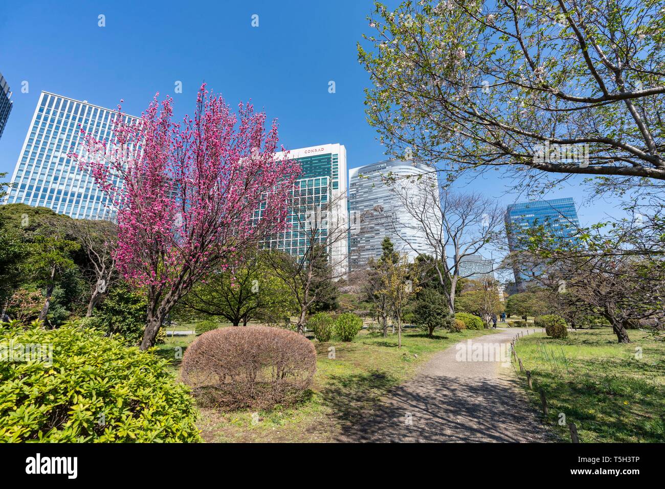 Blossom hamarikyu gardens skyscrapers hi-res stock photography and ...