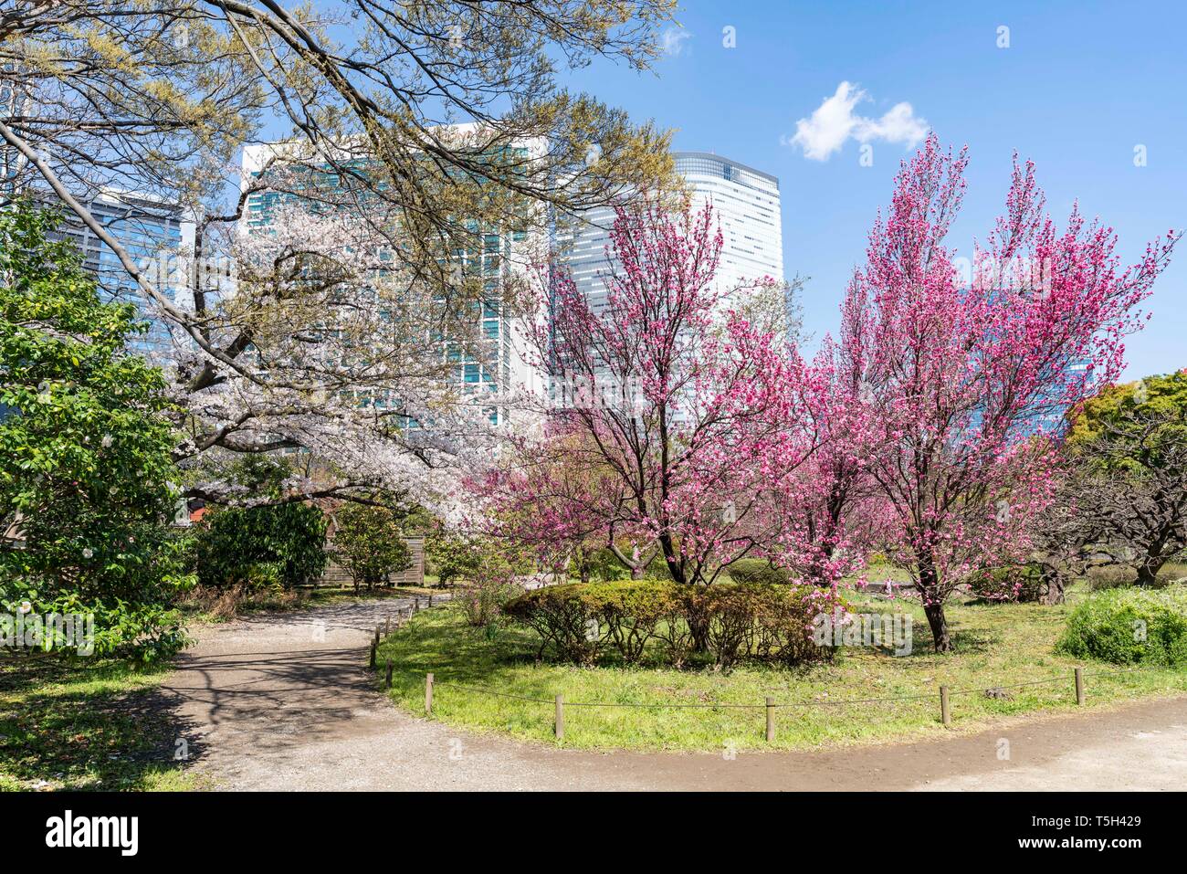 Blossom hamarikyu gardens skyscrapers hi-res stock photography and ...