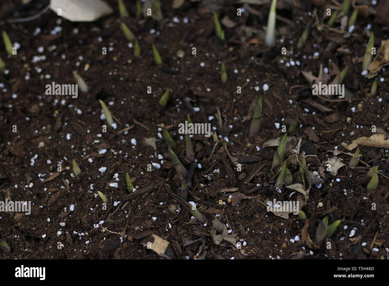 Hosta sprouts at spring after rain. beautiful shade plant Stock Photo ...