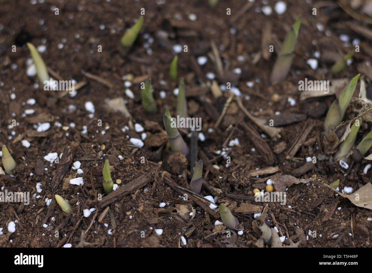 Hosta sprouts at spring after rain. beautiful shade plant Stock Photo ...