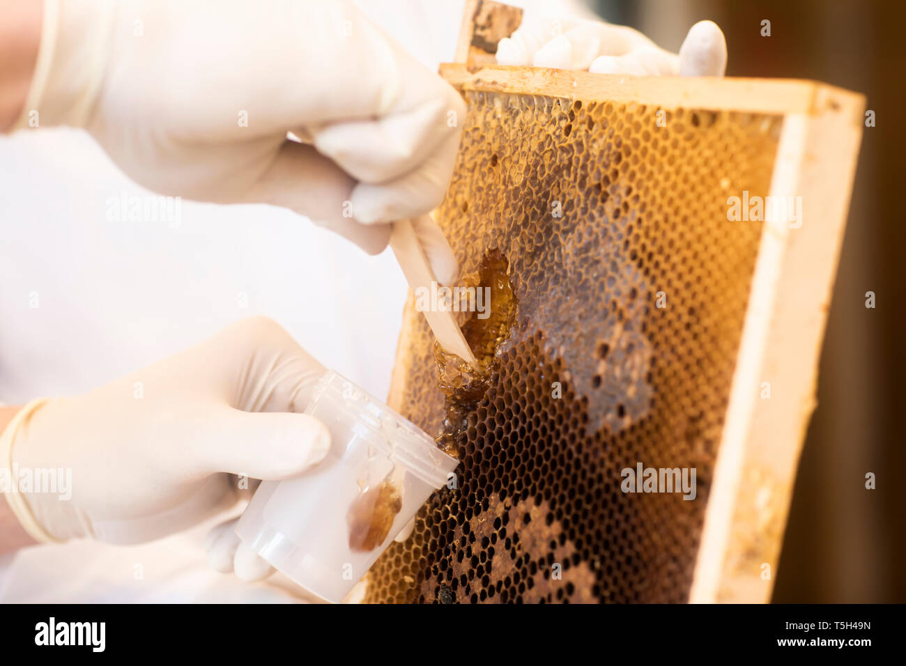 Lab technician removing honey from honeycomb in lab Stock Photo - Alamy
