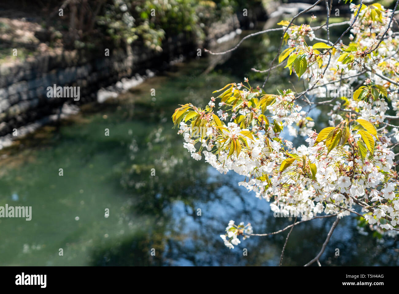 Cherry blossom hamarikyu hama rikyu hi-res stock photography and images ...