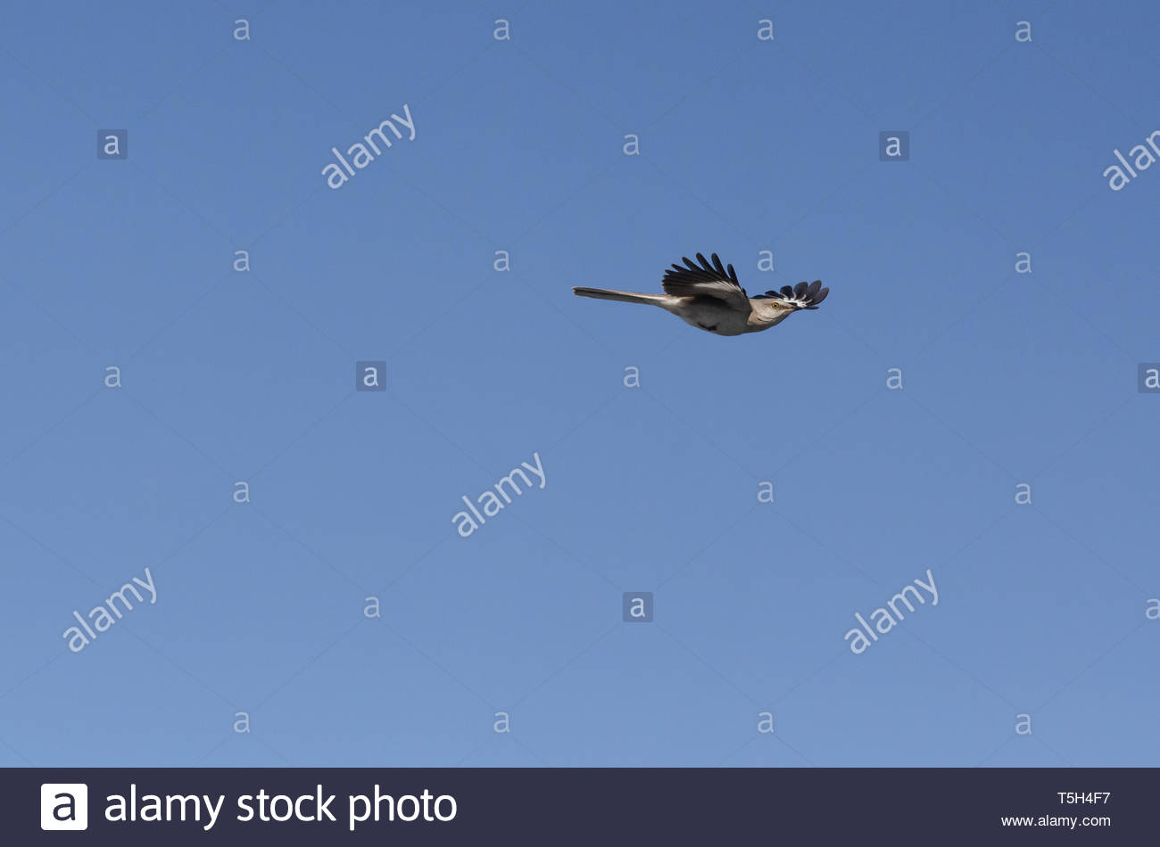Northern Mockingbird Wings Stock Photos & Northern Mockingbird Wings ...