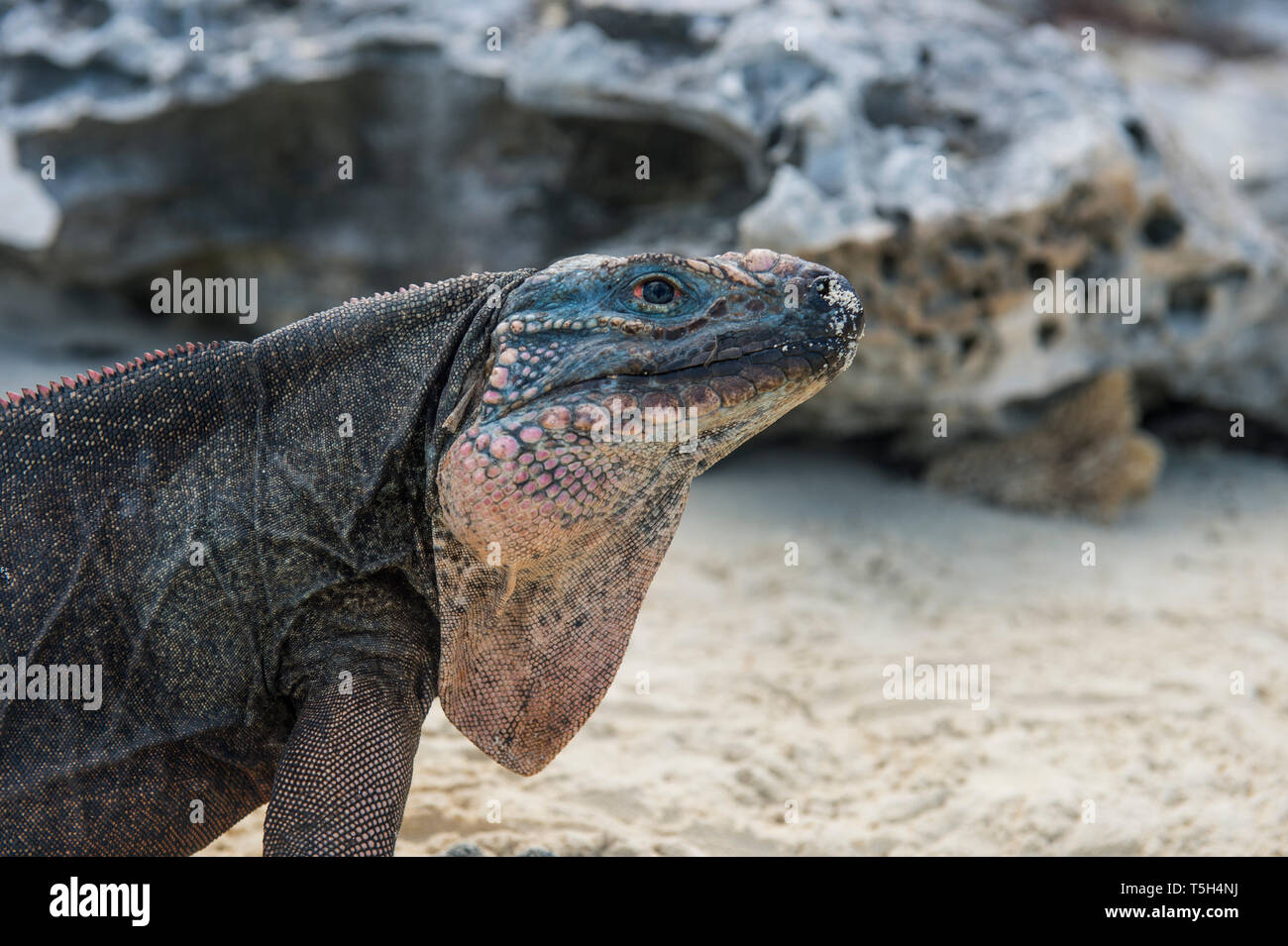 Caribbean, Bahamas, Exuma, Iguana on a white sand beach Stock Photo - Alamy
