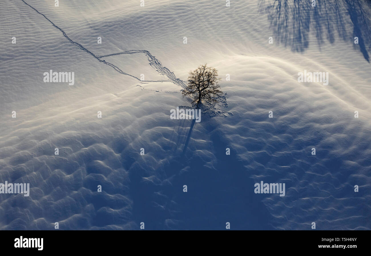 Oak tree in snow, aerial view Stock Photo - Alamy