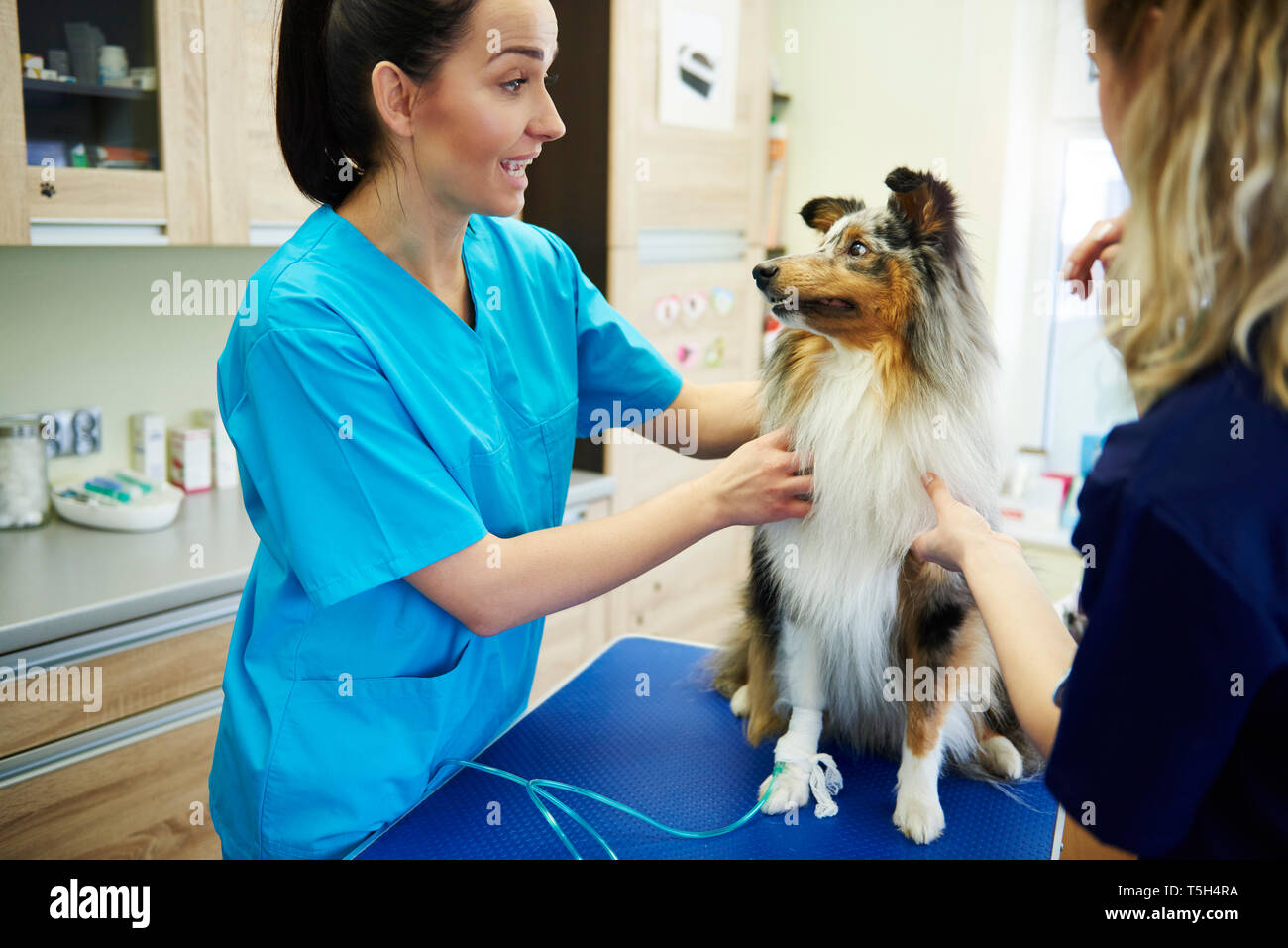 Veterinary assistant hi-res stock photography and images - Alamy