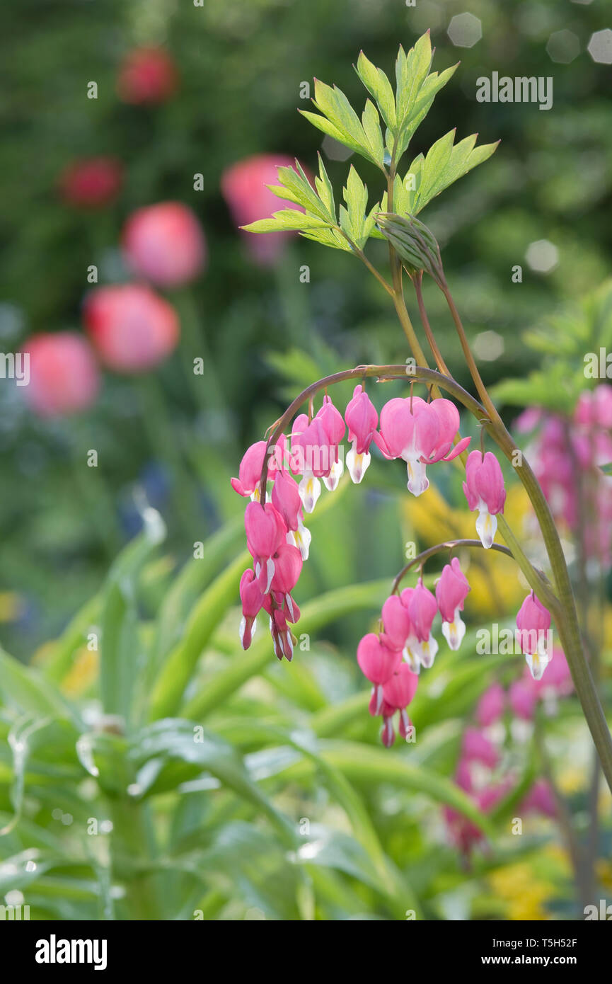 Lyre flower hi-res stock photography and images - Alamy