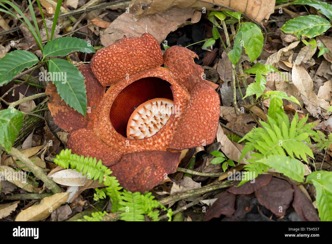 Borneo, Kinabalu National Park, Rafflesia Stock Photo - Alamy