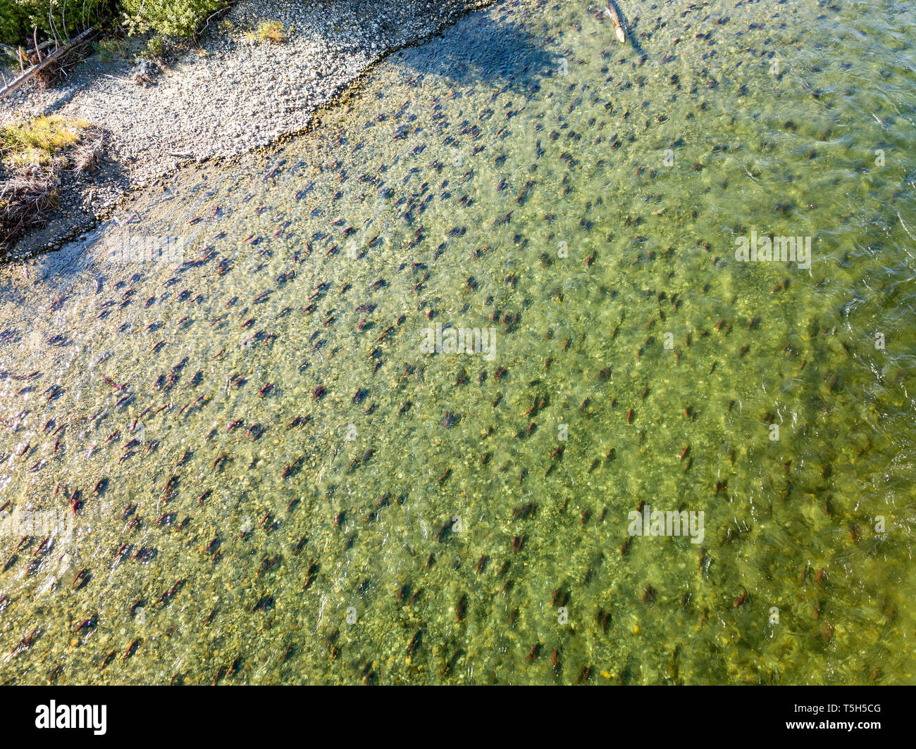 Adams River Canada High Resolution Stock Photography and Images - Alamy