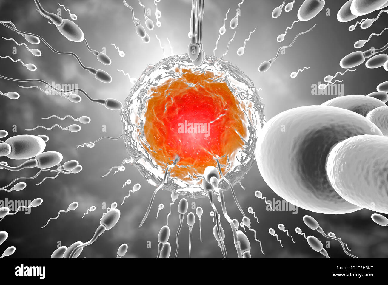 Sperm and egg hi-res stock photography and images - Alamy