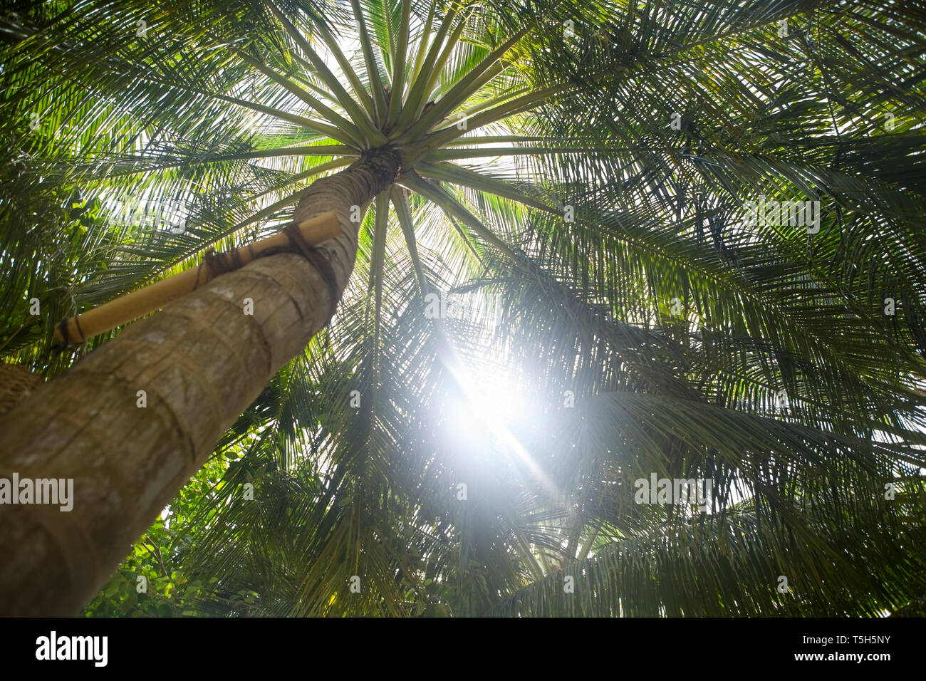 Sun shining through tree top on the Maldives Stock Photo - Alamy