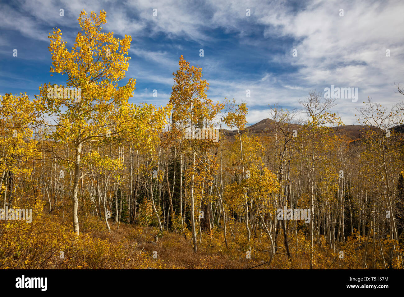Golden aspen trees hi-res stock photography and images - Alamy