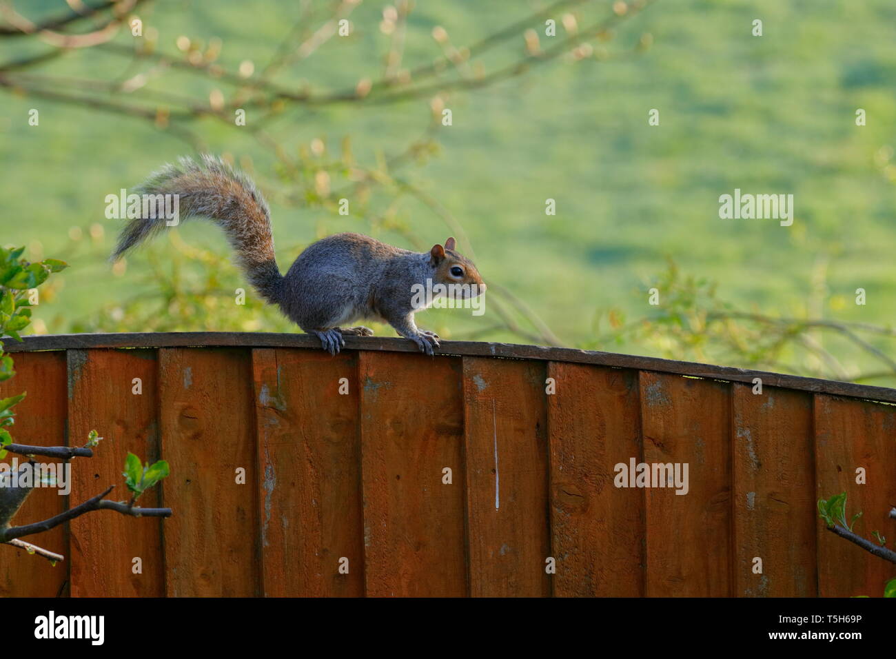 Grey squirrel on fence hi-res stock photography and images - Alamy