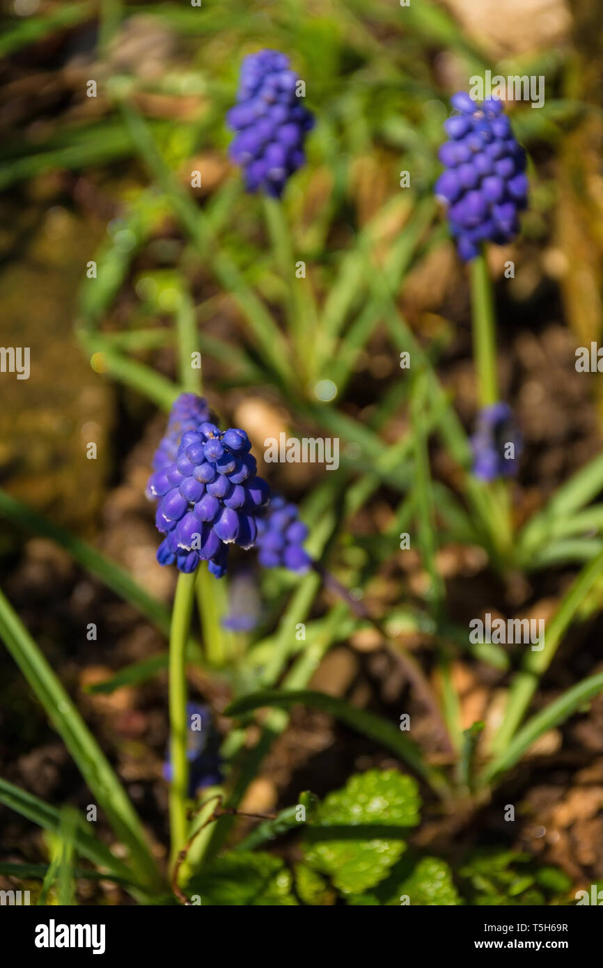 Grape hyacinth spring bulbs hi-res stock photography and images - Alamy
