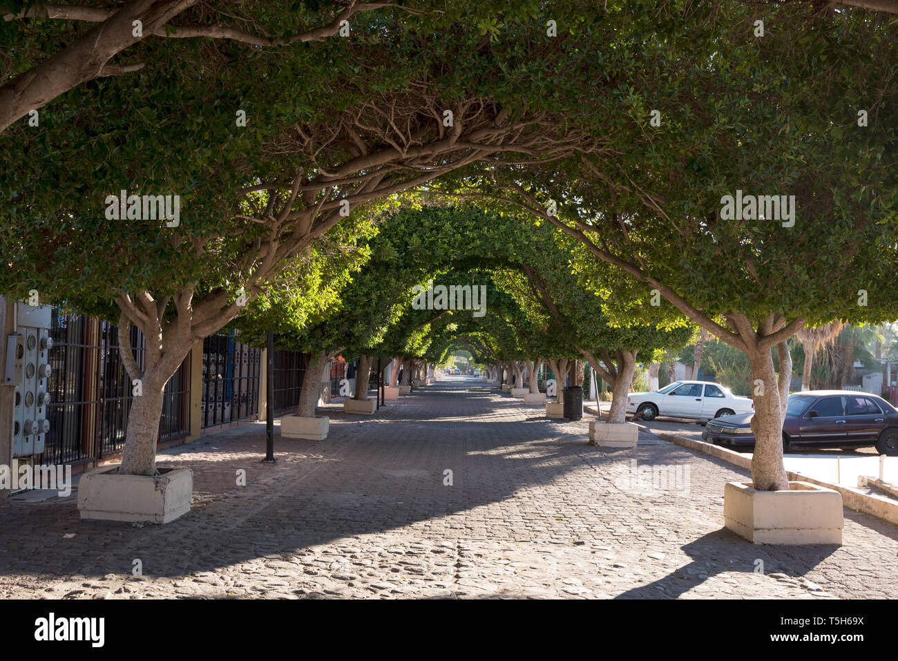 Fig tree topiary tunnel on a pedestrial street in Loreto, Mexico Stock ...
