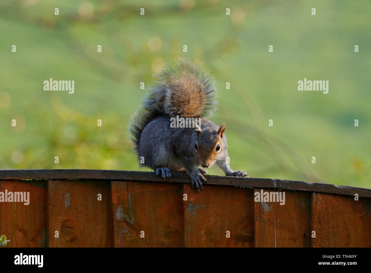 Vermin fence hi-res stock photography and images - Alamy