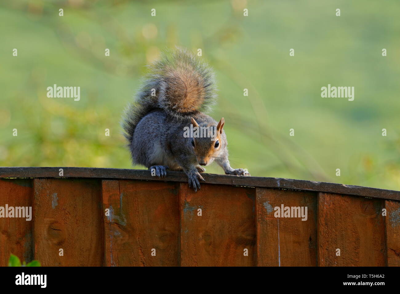 Vermin fence hi-res stock photography and images - Alamy