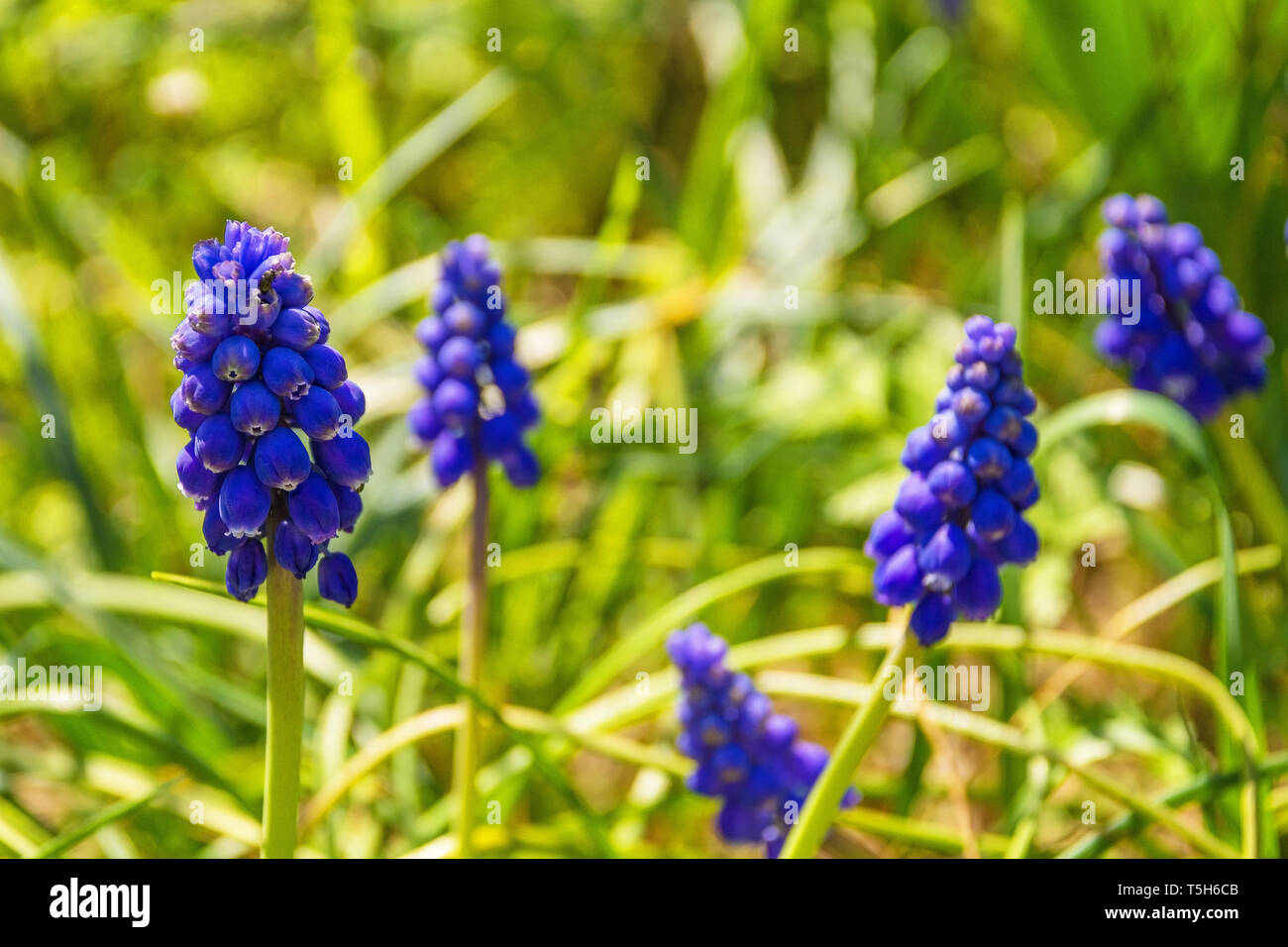 Grape hyacinth spring bulbs hi-res stock photography and images - Alamy