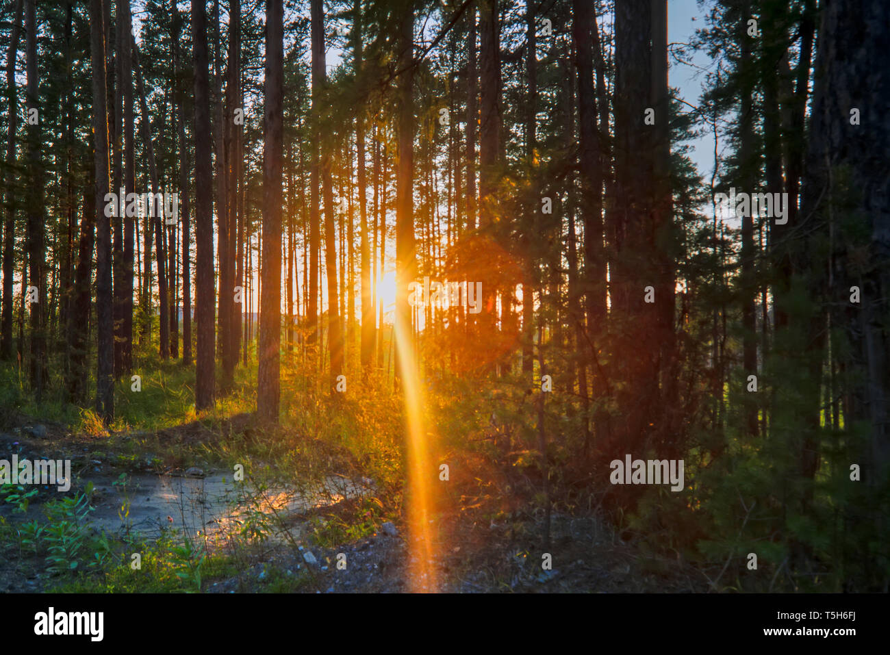 Sunshine beams rays through pine hi-res stock photography and images ...
