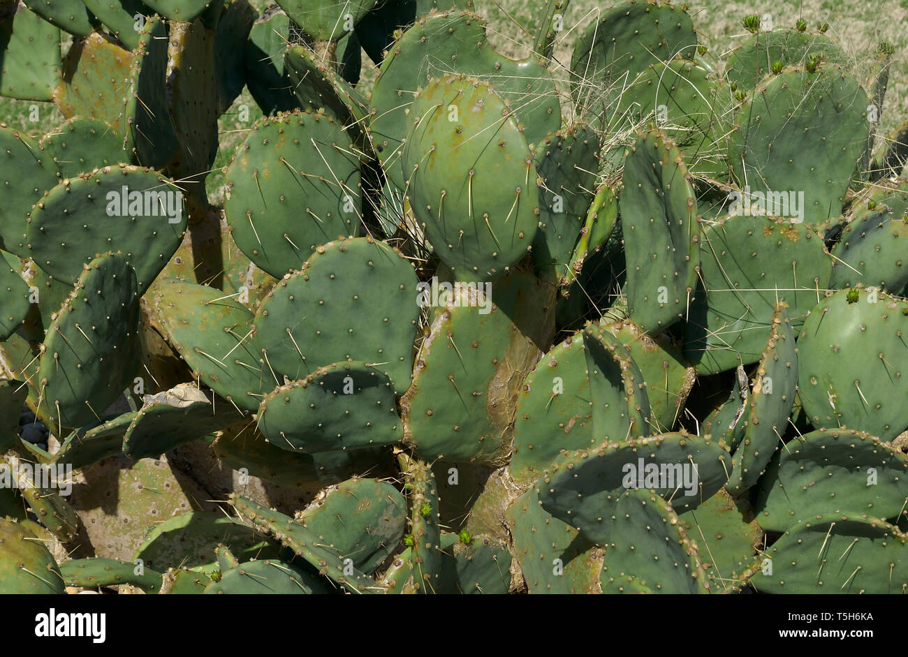 Non edible plants hi-res stock photography and images - Alamy