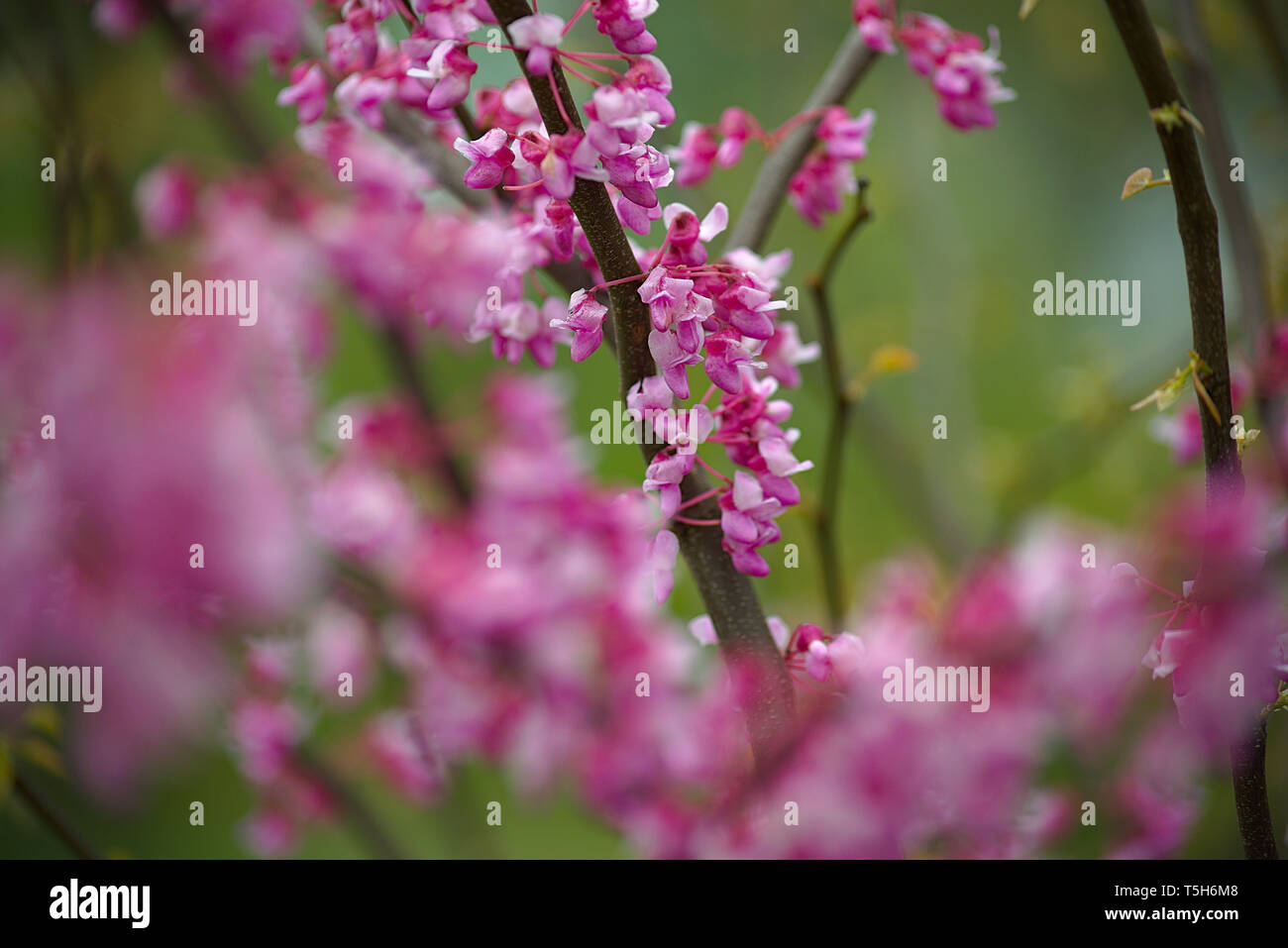 Close of Eastern Redbud tree with blurry foreground and background ...
