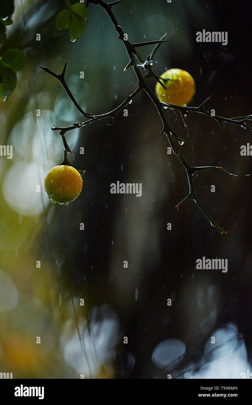 Lemon tree in the rain Stock Photo - Alamy