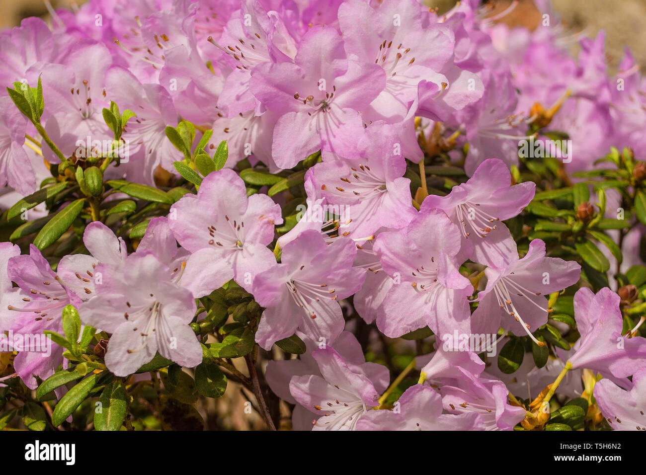 Blooming rhododendron italy hi-res stock photography and images - Alamy