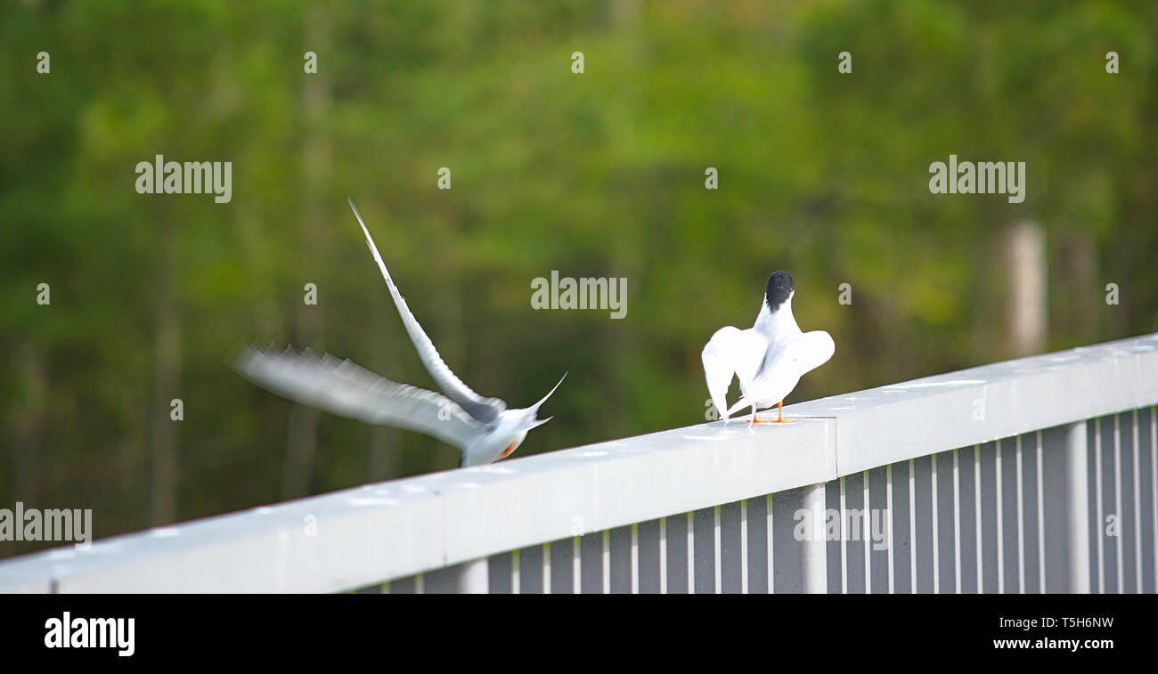 Common Tern diving from bridge railing Stock Photo - Alamy