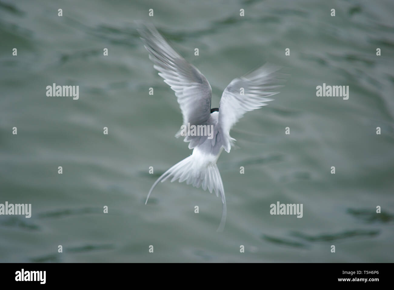 above view closeup of Common Tern hovering over water Stock Photo - Alamy